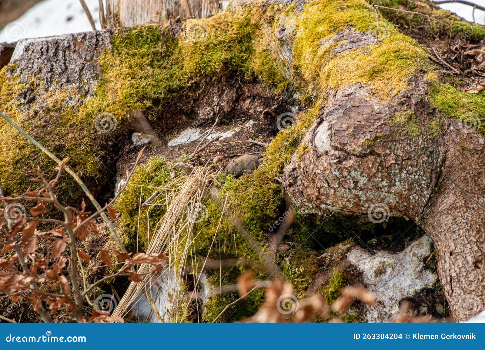 Mouse in the Forest, Spring Time Stock Photo - Image of european, furry ...