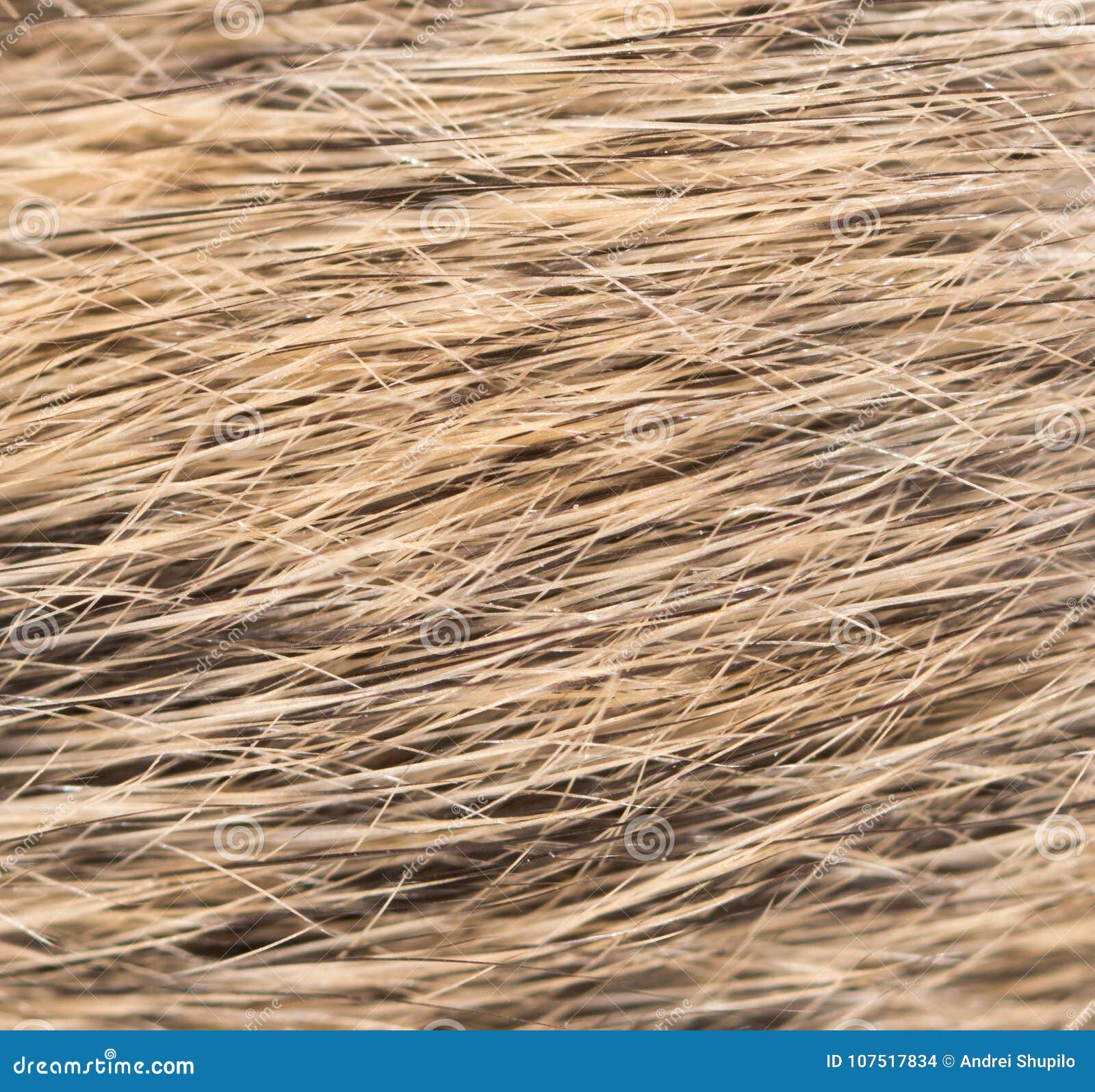 Mouse fur as background stock photo. Image of closeup - 107517834