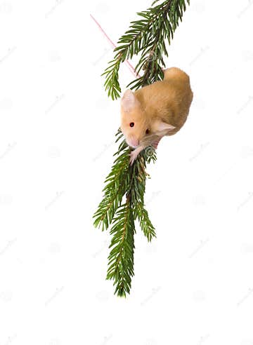 Mouse on a fur-tree stock image. Image of pine, needle - 3594645