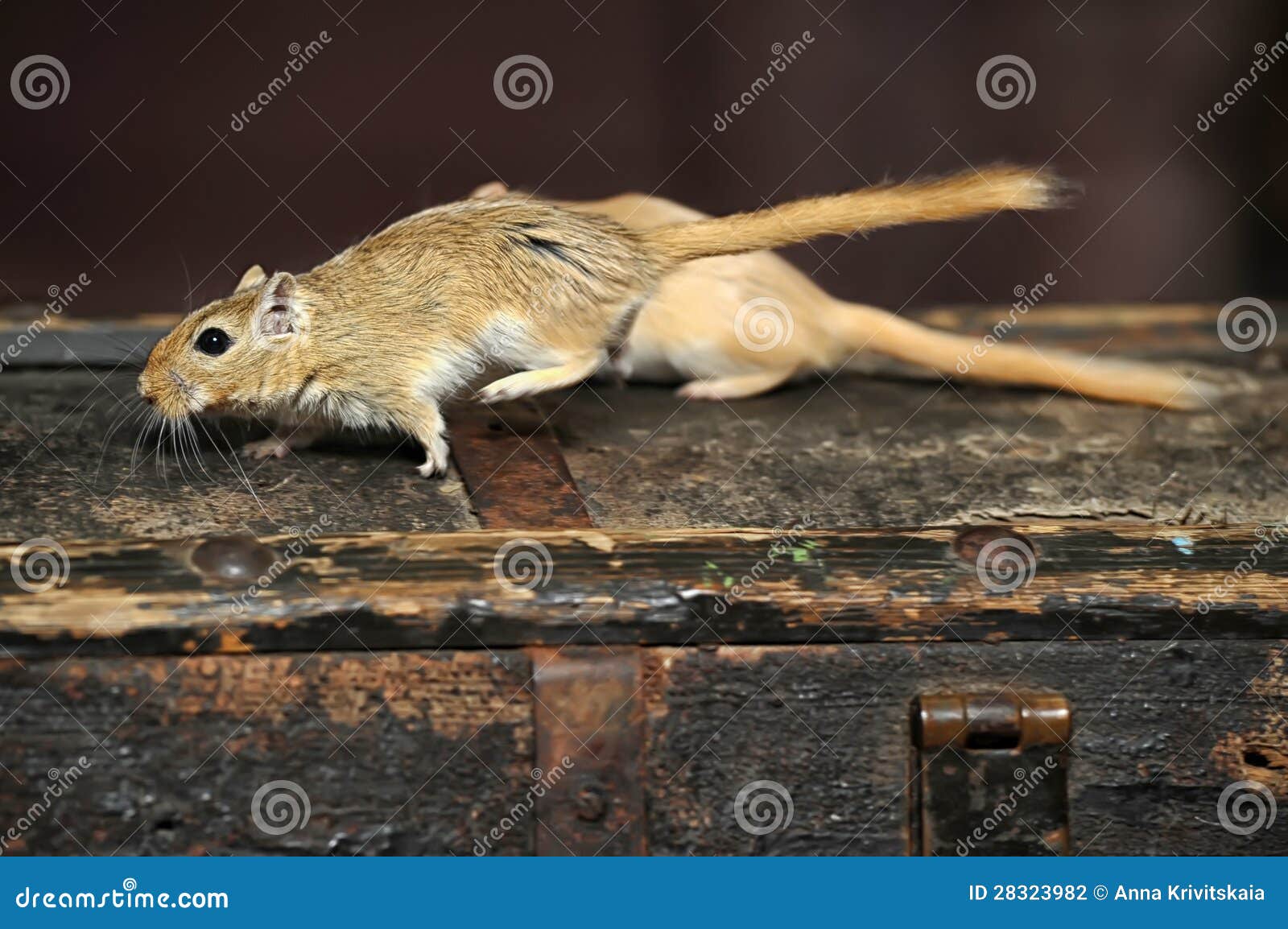 Mouse gerbil stock photo. Image of creature, africa, animal - 28323982