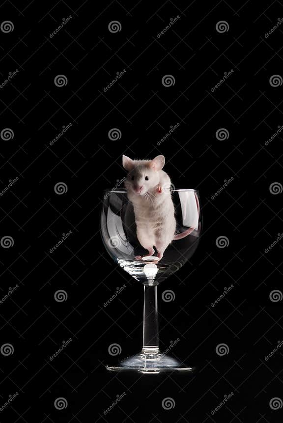 Mouse in glass stock photo. Image of cute, isolated, nosy - 10117014