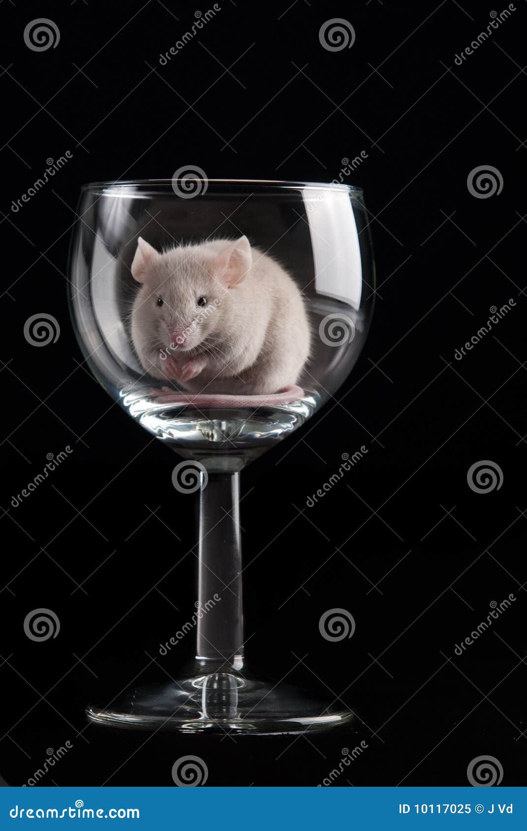 Mouse in glass stock image. Image of curious, fear, rodents - 10117025