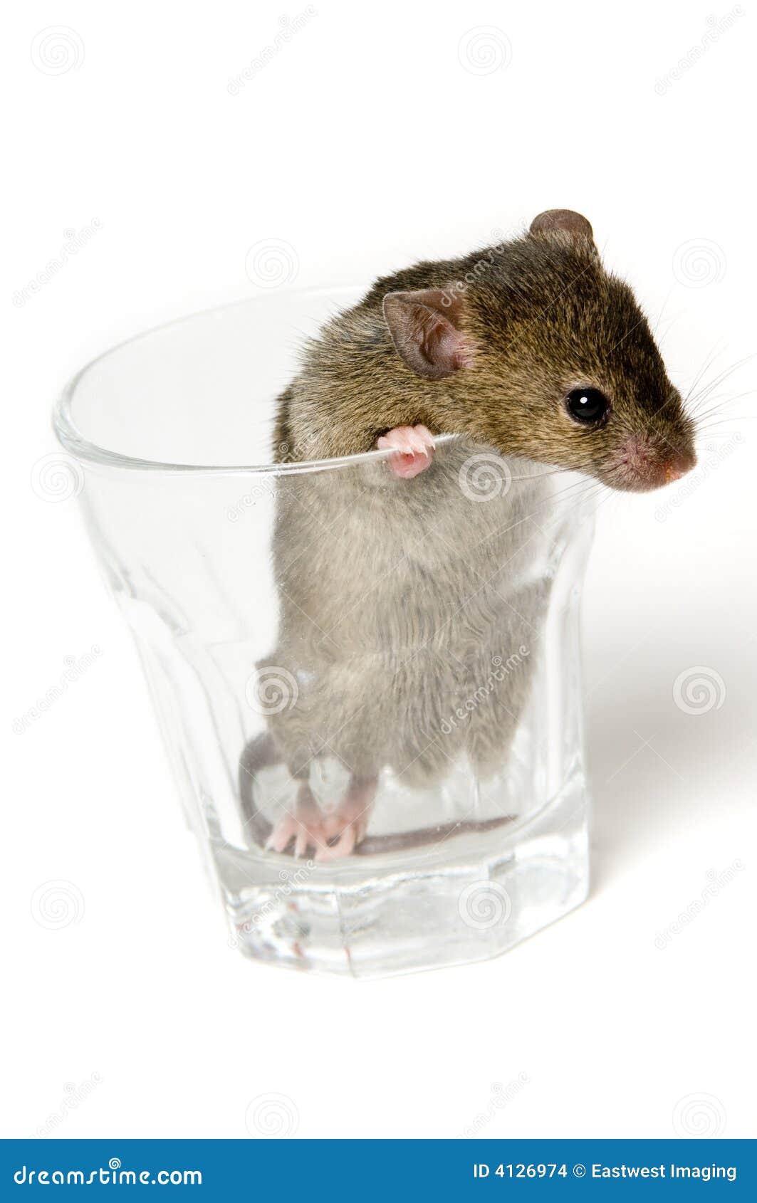 Mouse in glass stock photo. Image of whiskers, mice, rodent - 4126974