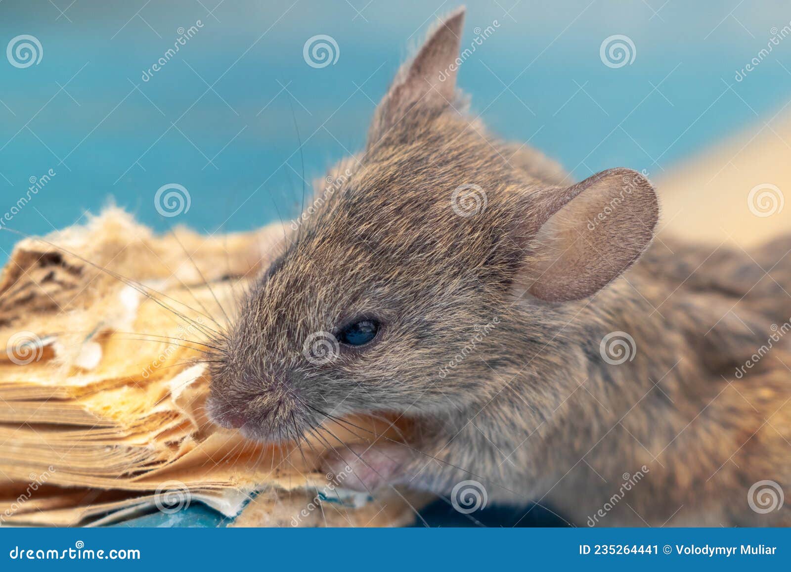 Mouse Gnaws at an Old Book. Too Bad from Mouses Stock Image - Image of ...