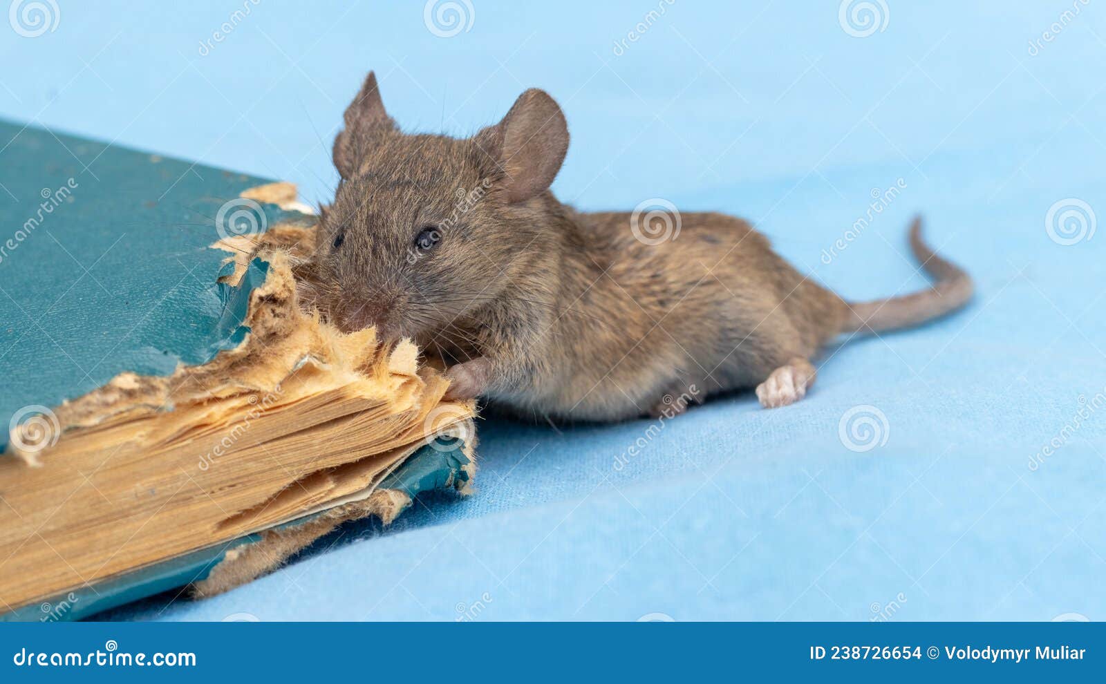 Mouse Gnaws at an Old Book. Too Bad from Mouses Stock Photo - Image of ...