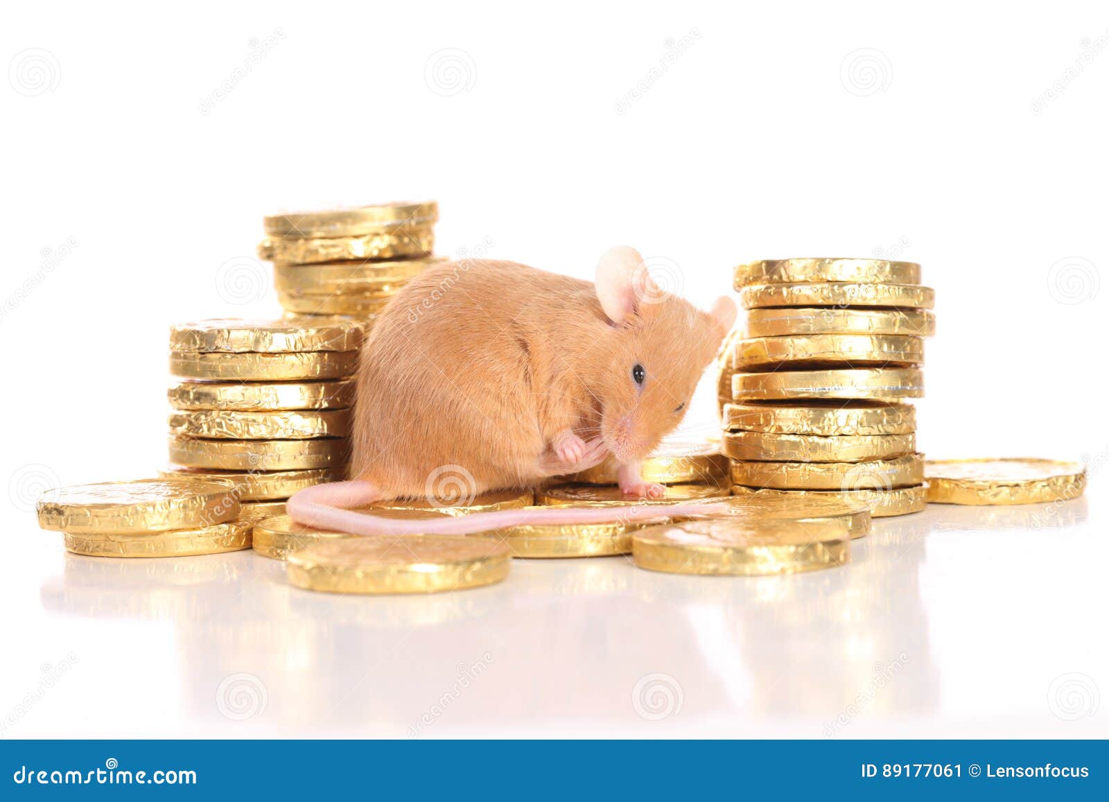 Mouse with golden coins stock image. Image of golden - 89177061