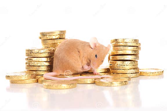 Mouse with golden coins stock image. Image of golden - 89177061