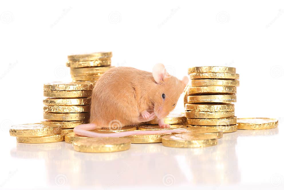 Mouse with golden coins stock image. Image of golden - 89177061