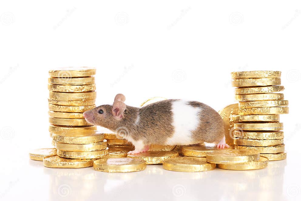 Mouse with golden coins stock image. Image of business - 89177097