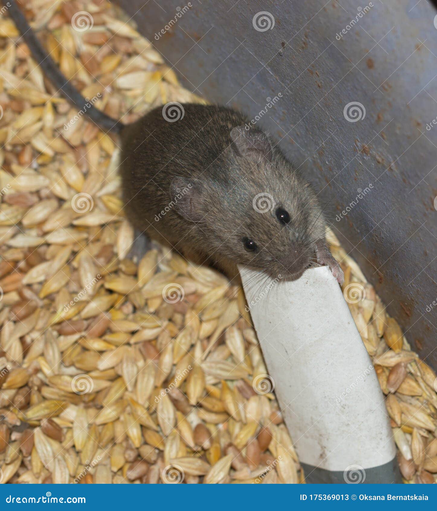 Mouse in the Grain Looking for Food Stock Image - Image of isolated ...