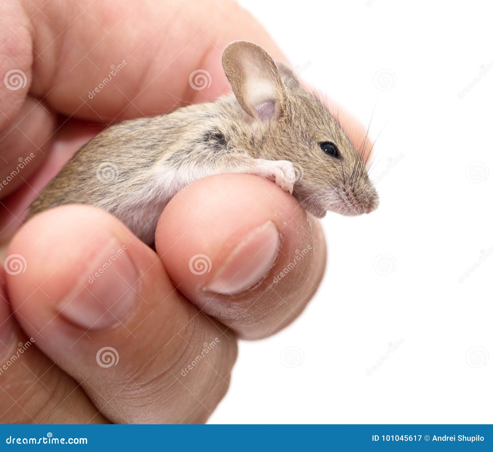Mouse in Hand on White Background Stock Image - Image of hand, chunk ...