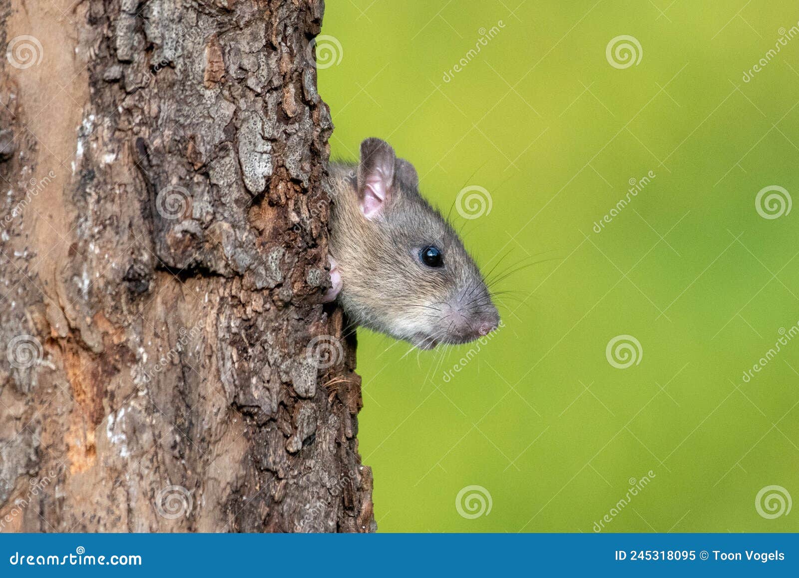 Mouse Hiding From Cat Cartoon Vector | CartoonDealer.com #83626717