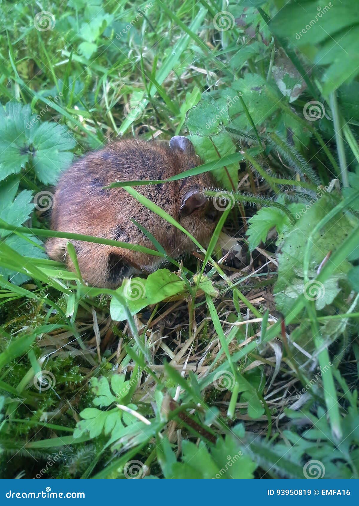 Mouse Hiding in Grass stock image. Image of grass, mice - 93950819
