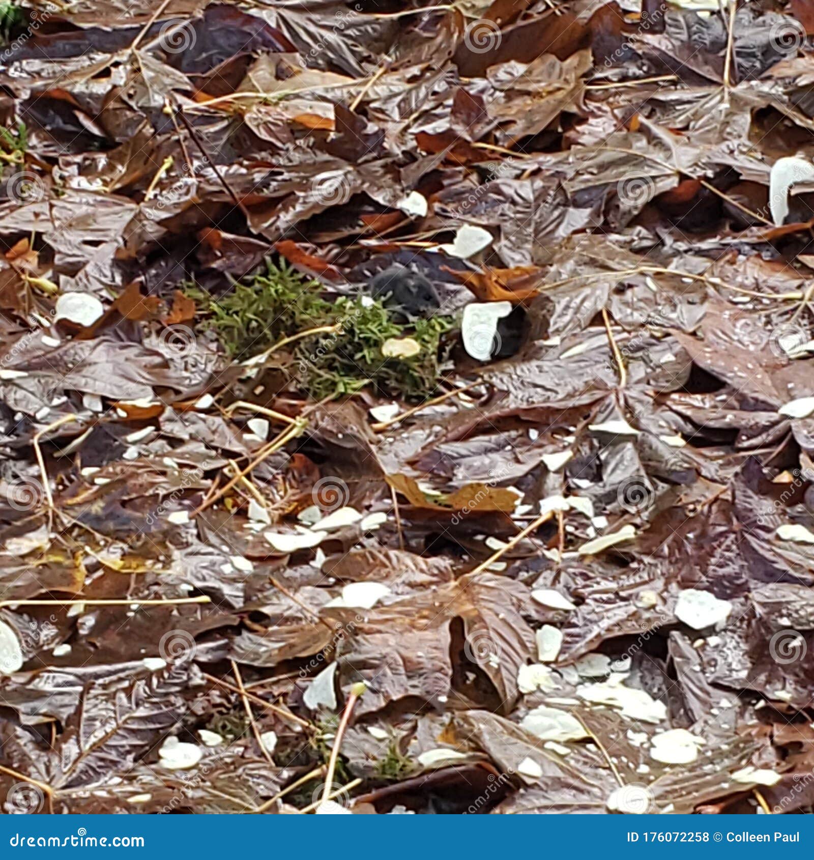 Mouse. The Mouse Is Hiding In The Cracks Of The House. Home Pests Are ...