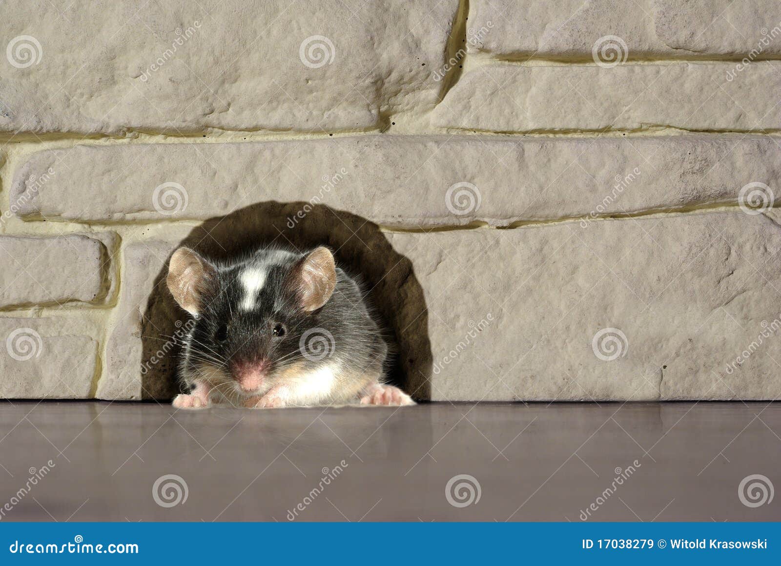 Mouse in hole stock image. Image of nose, mice, hamster - 17038279
