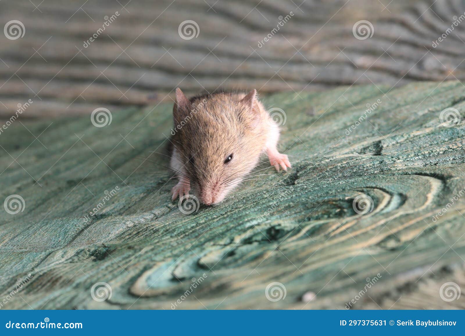 Mouse in Hole in the Wooden Floor Stock Image - Image of rodent, room ...