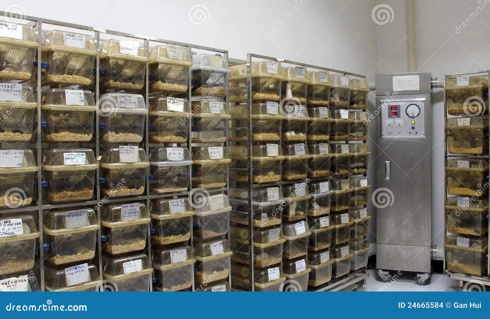 The mouse house stock photo. Image of science, cancer - 24665584