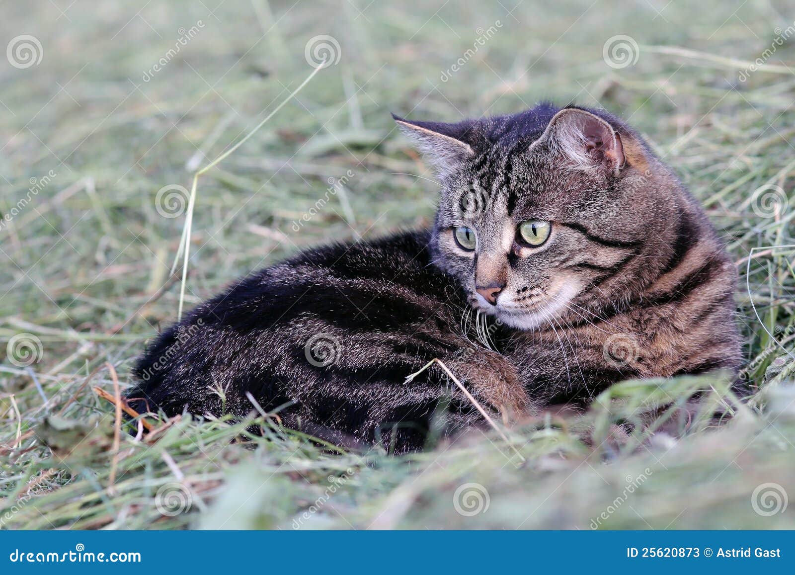 Mouse hunt stock image. Image of look, hunter, brown - 25620873