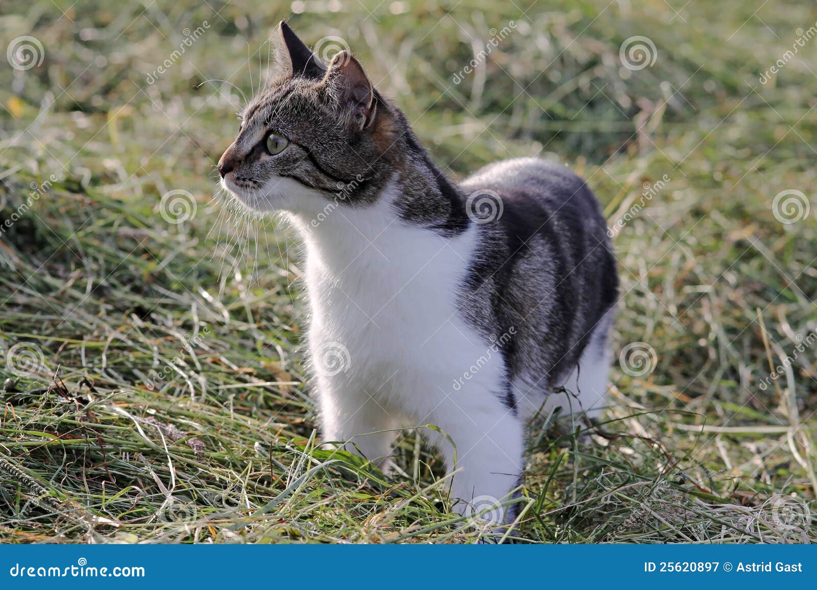 Mouse hunt stock image. Image of interest, creep, carefully - 25620897