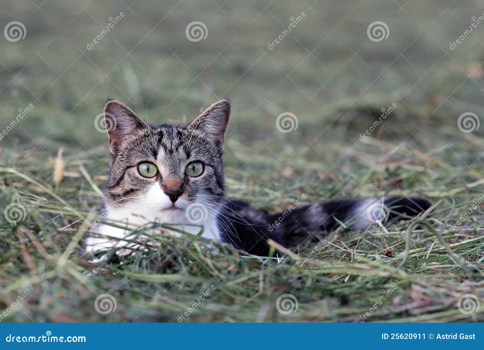 Mouse hunt stock image. Image of hunting, attention, curiosity - 25620911