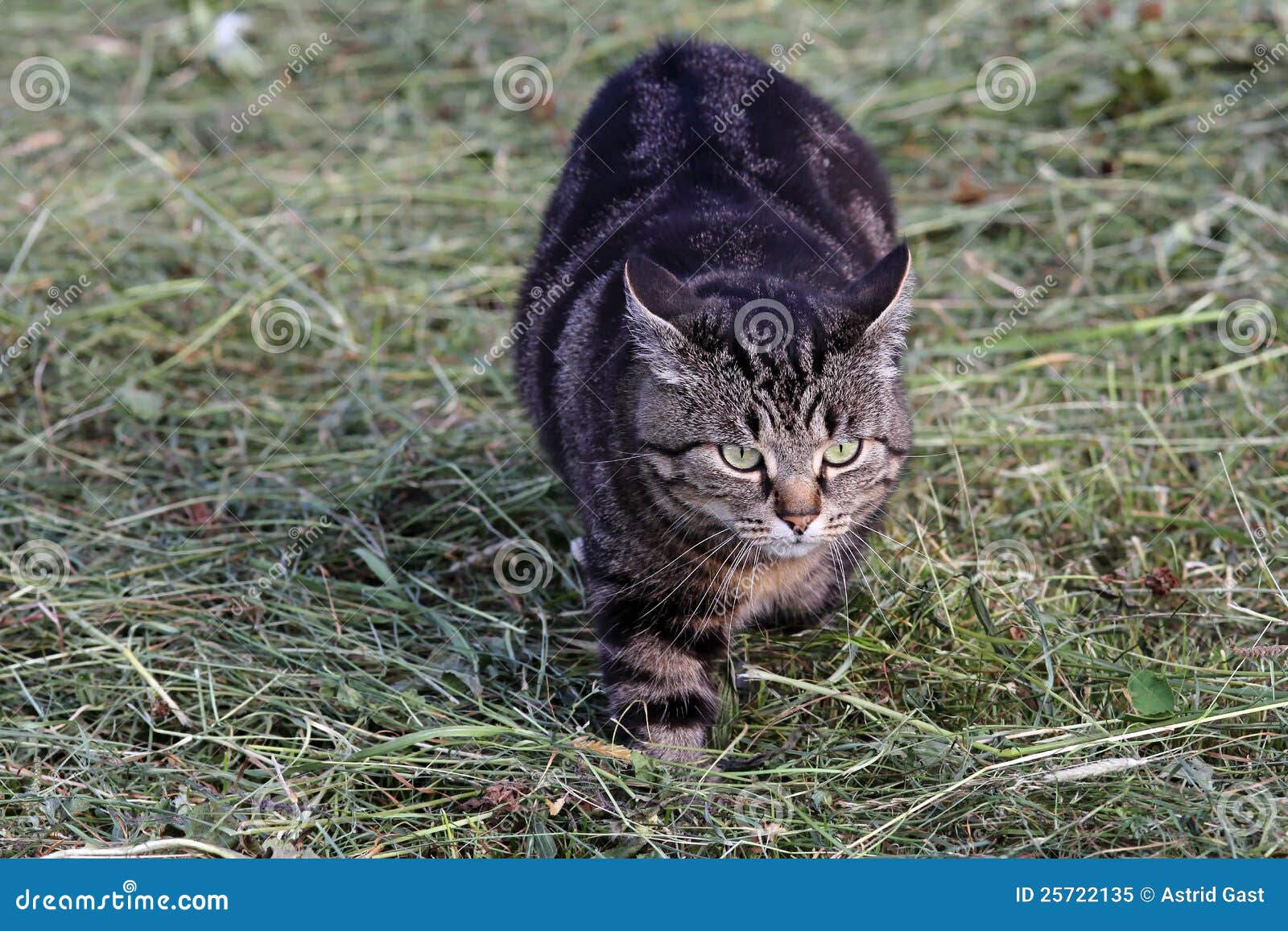 Mouse hunt stock image. Image of attacked, attack, baby - 25722135