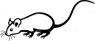 Mouse stock vector. Illustration of musculus, tail, creature - 66439414