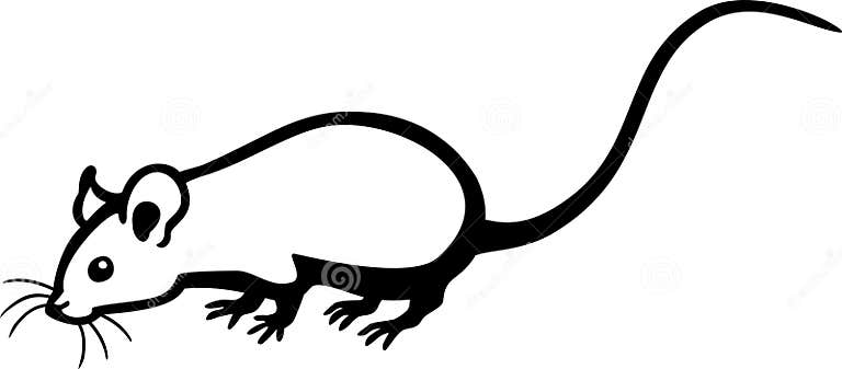 Mouse stock vector. Illustration of musculus, tail, creature - 66439414