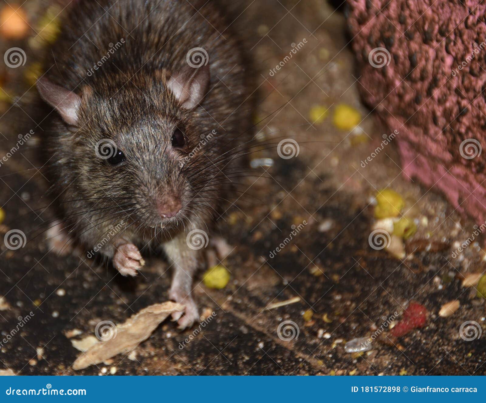 Mouse in an Indian temple stock photo. Image of indian - 181572898