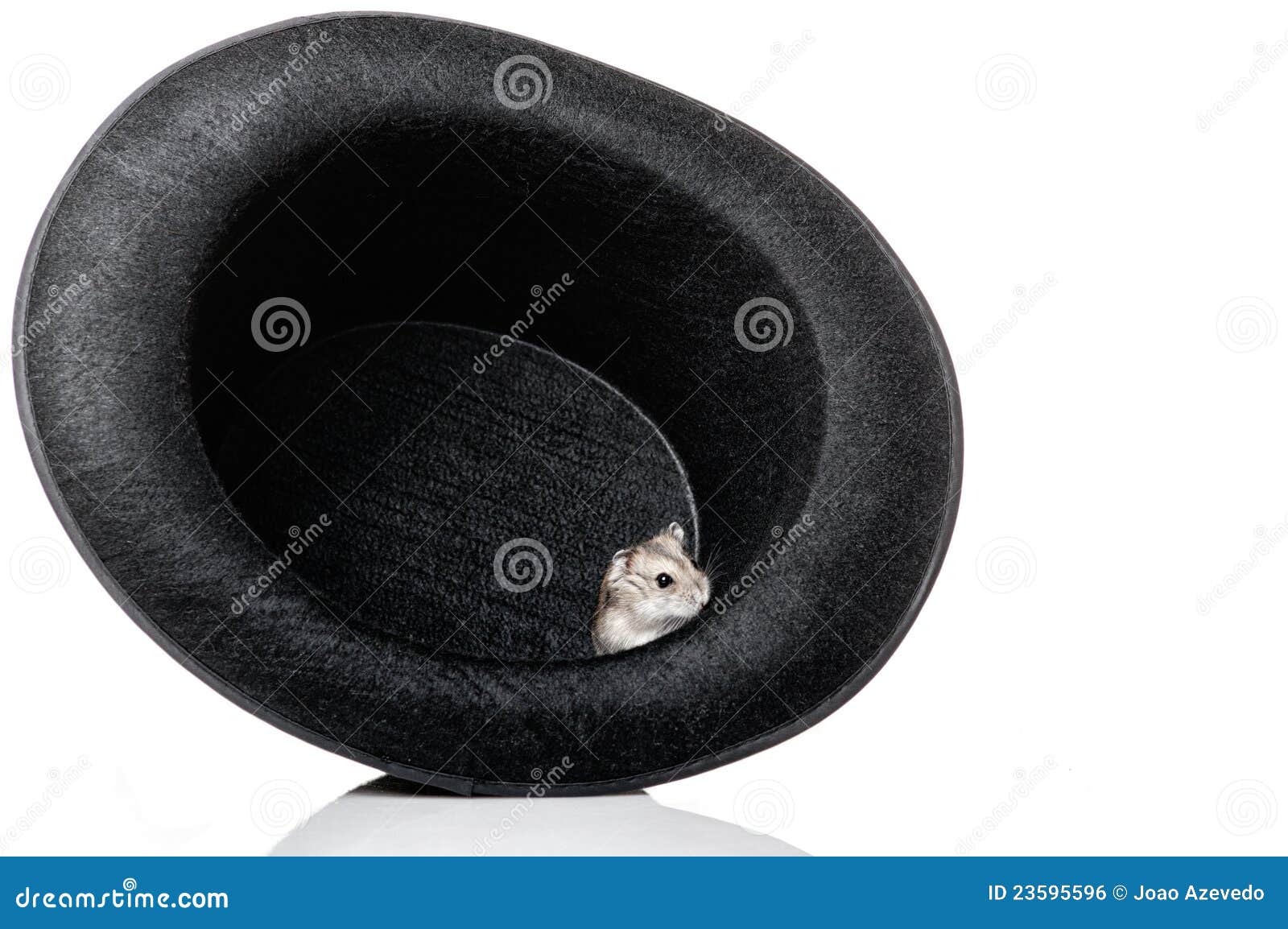 Mouse inside hat stock photo. Image of grey, small, peeking - 23595596