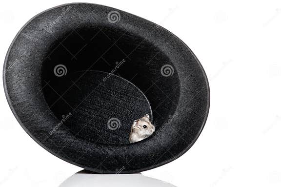 Mouse inside hat stock photo. Image of grey, small, peeking - 23595596