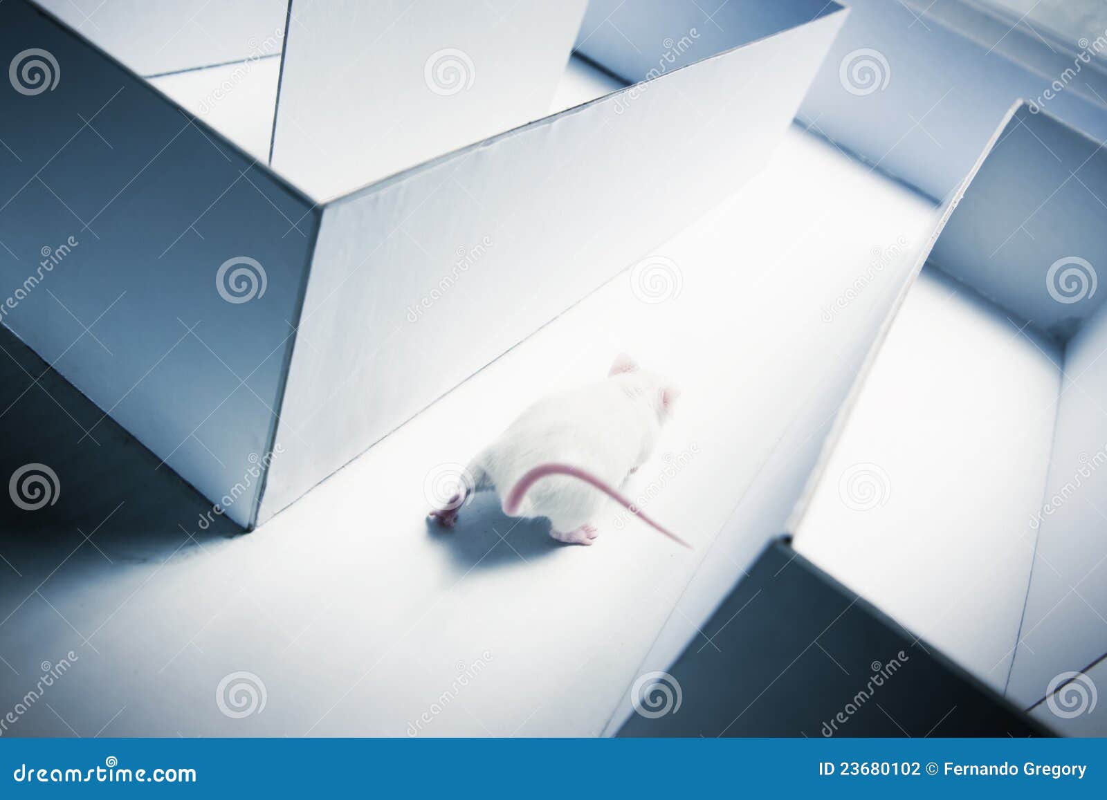 Mouse Inside a Labyrinth Wih Dramatic Lighting Stock Photo - Image of ...