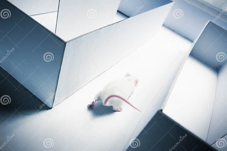 Mouse Inside a Labyrinth Wih Dramatic Lighting Stock Photo - Image of ...