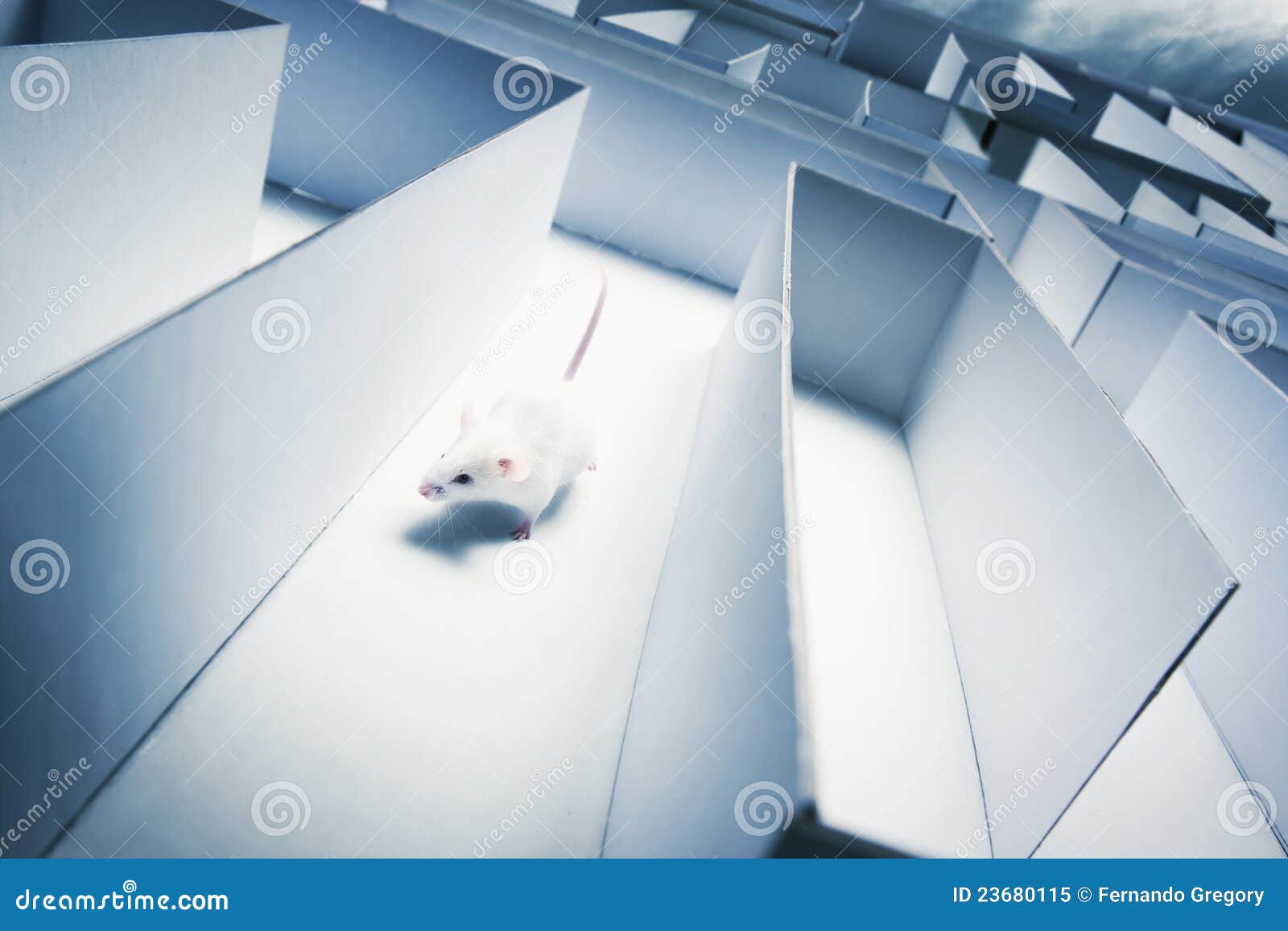 Mouse Maze Stock Photo | CartoonDealer.com #62111292