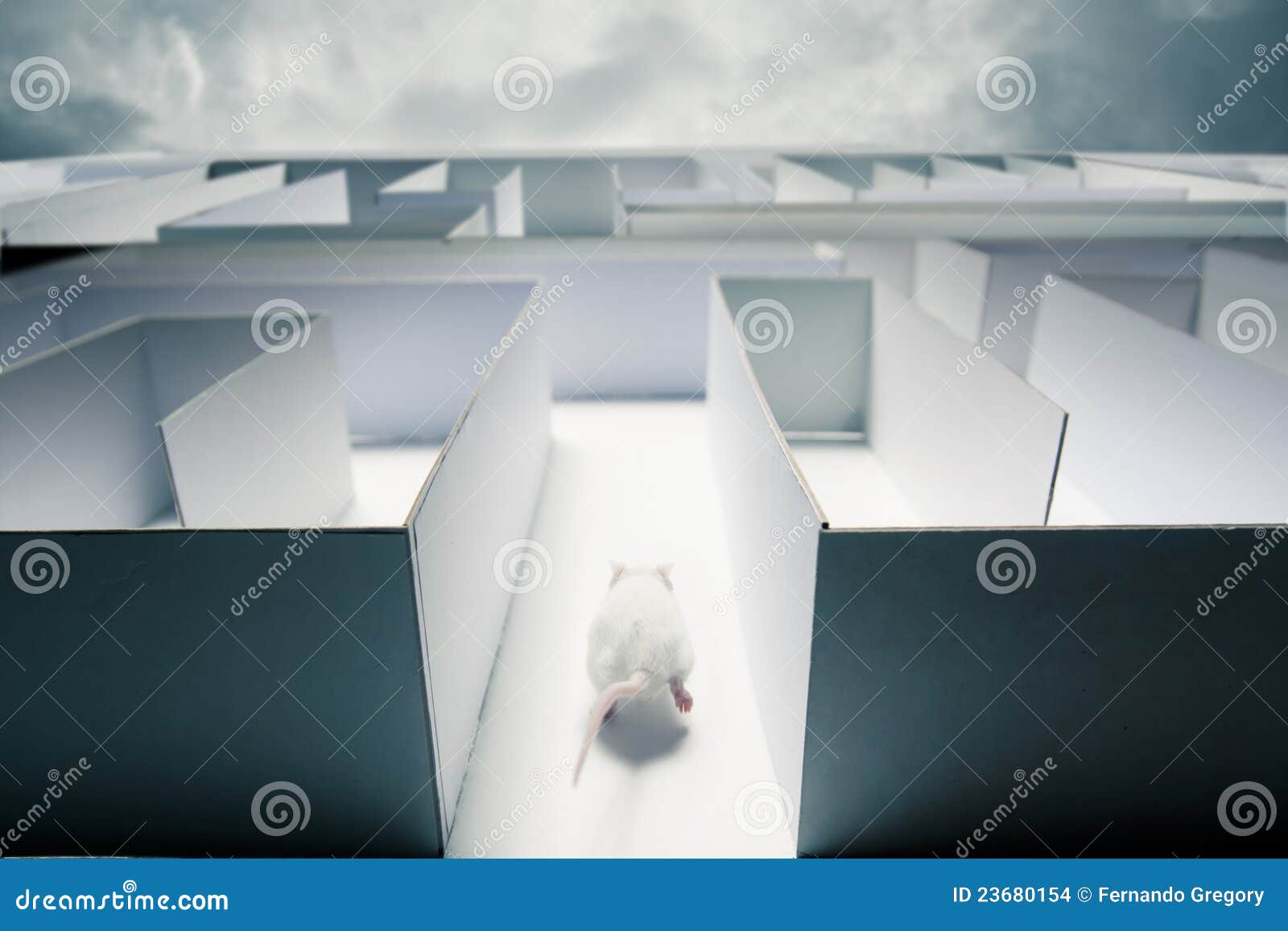 Mouse Inside a Labyrinth Wih Dramatic Lighting Stock Photo - Image of ...