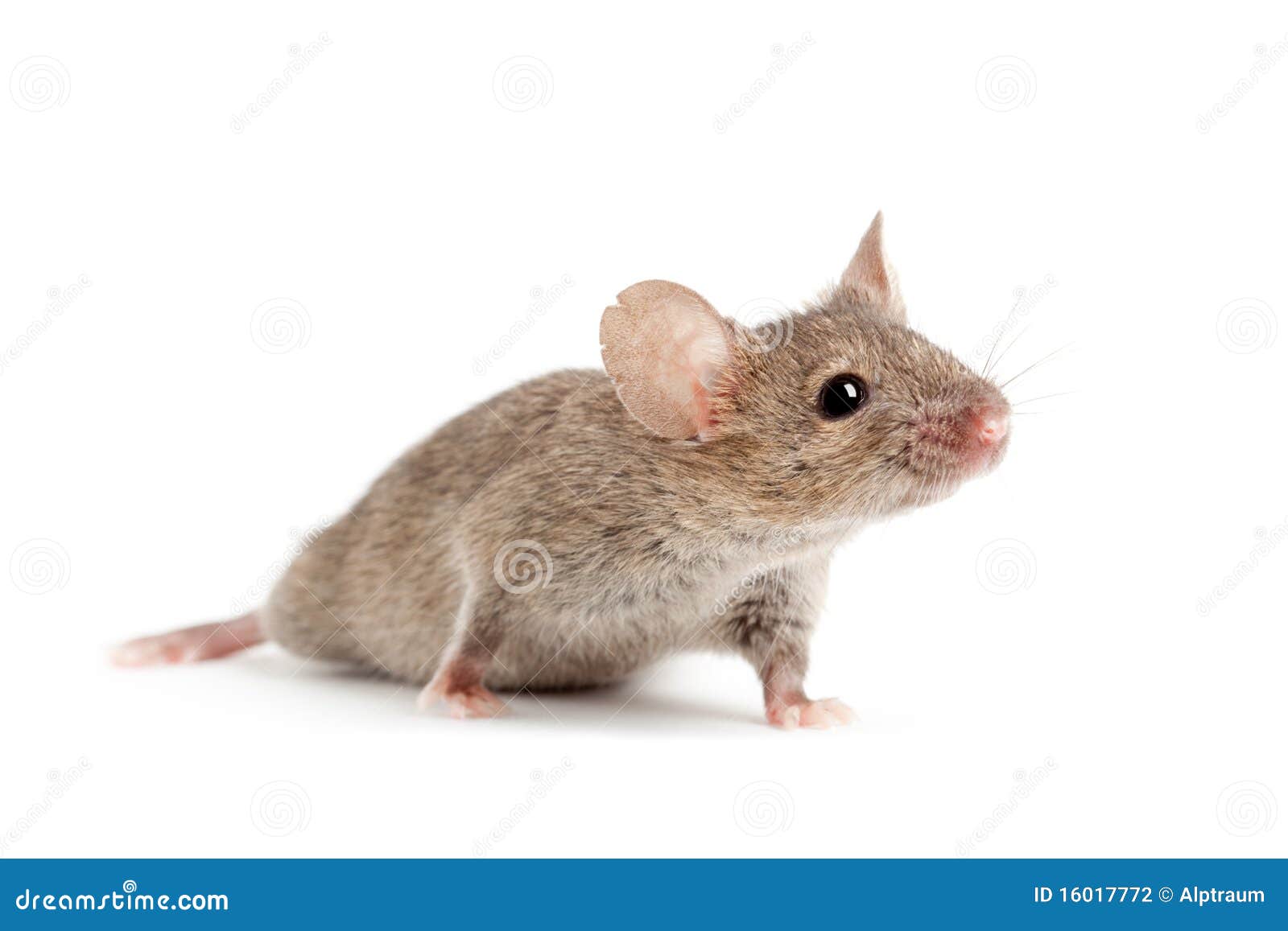 Mouse isolated on white stock photo. Image of close, dirty - 16017772