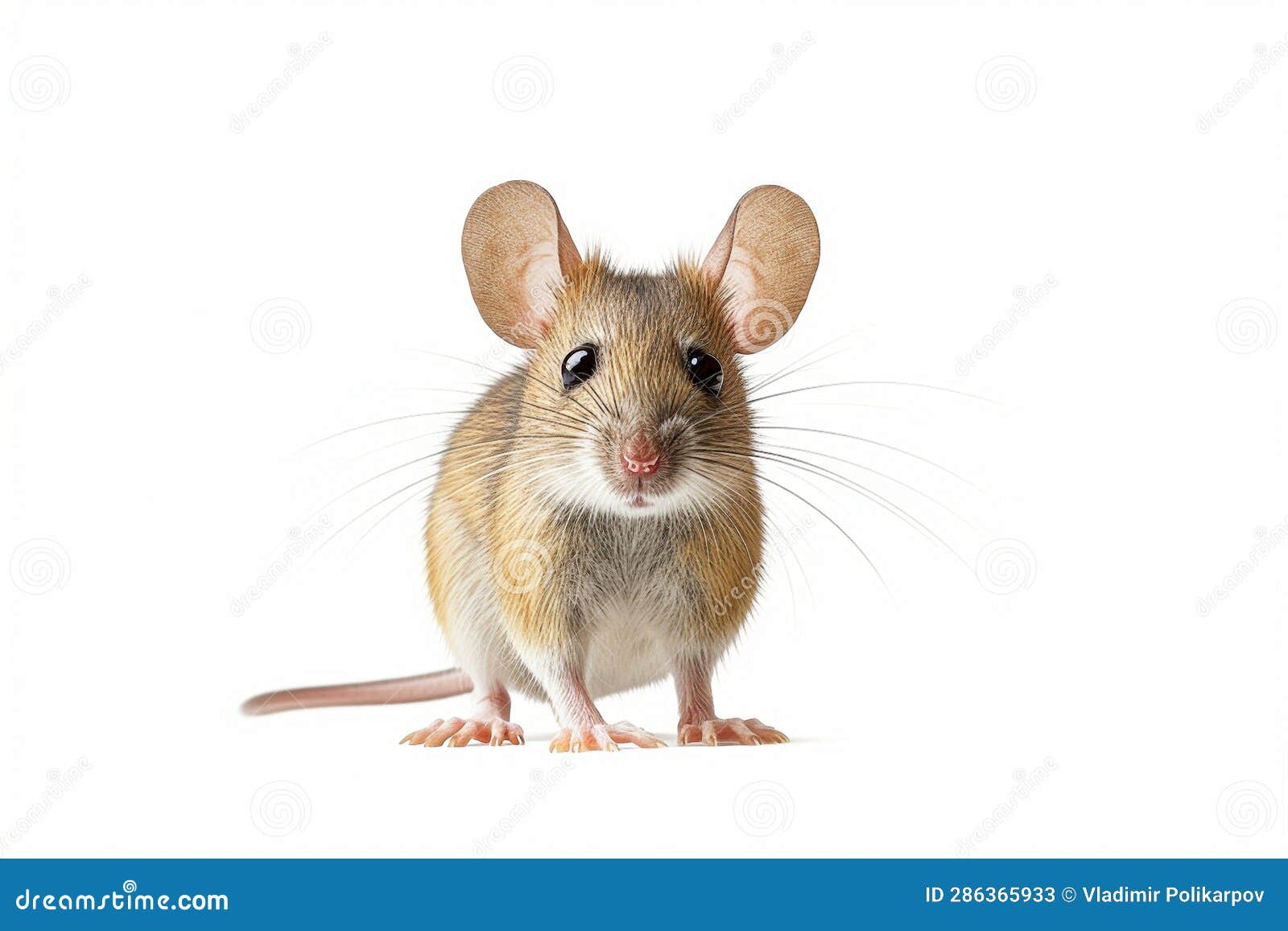 Mouse Isolated on White Background Stock Image - Image of rodent ...