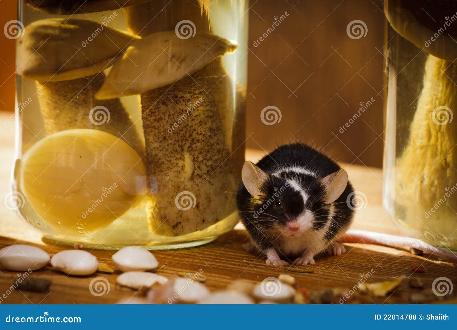 Mouse with Jar and Mushroom in Basement Stock Photo - Image of cellar ...