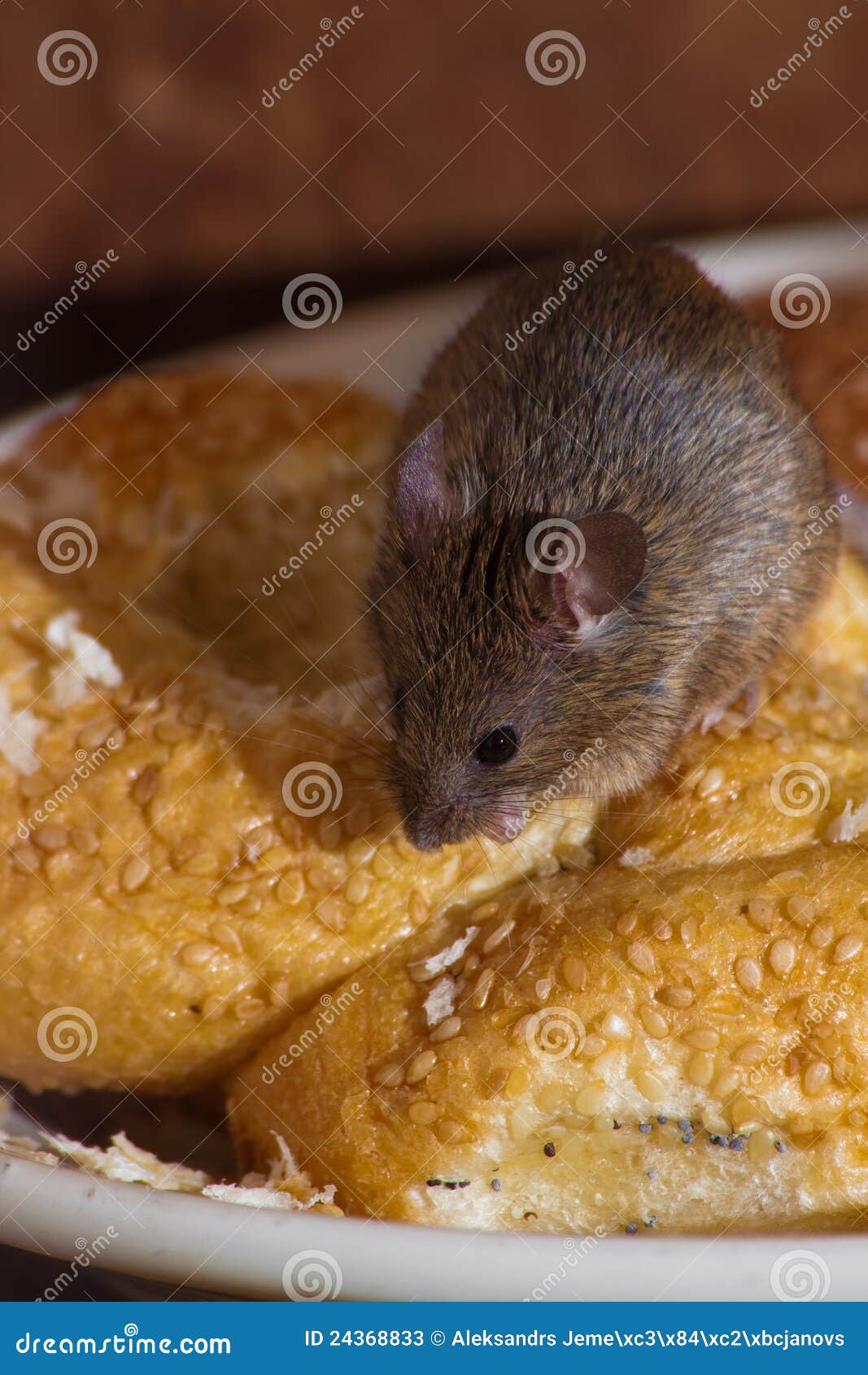 Mouse in the kitchen stock image. Image of mice, kitchen - 24368833