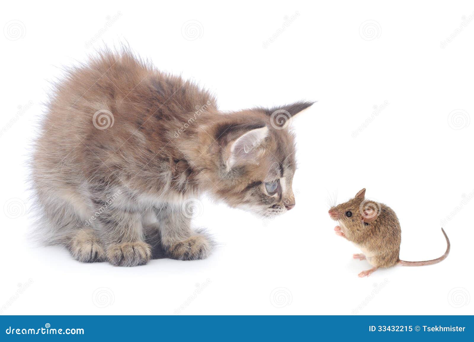 Mouse and kitten stock image. Image of rodent, mammals - 33432215