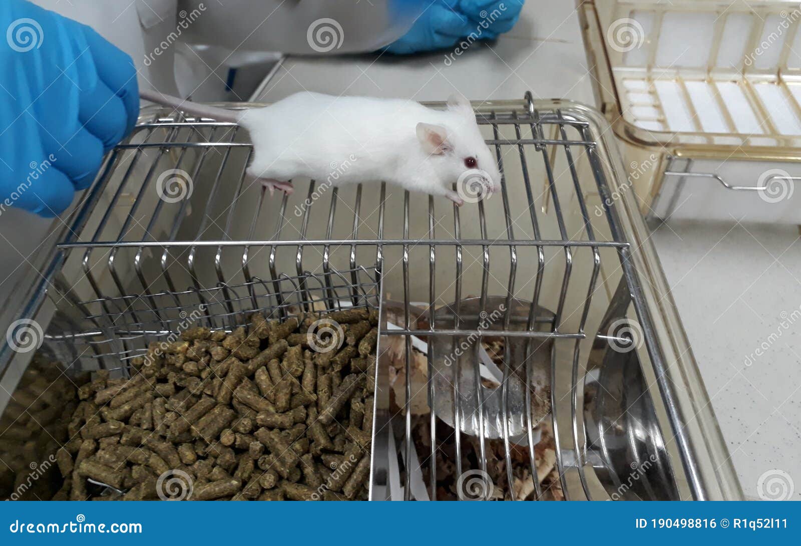 Mouse laboratory : stock photo. Image of laboratory - 190498816