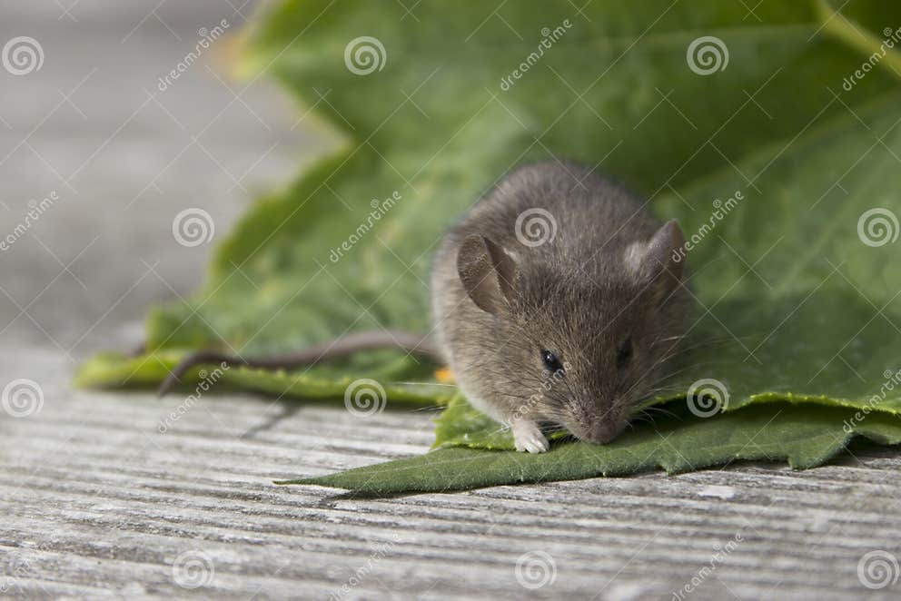 Mouse on the leaf stock image. Image of warm, eyes, little - 26571961