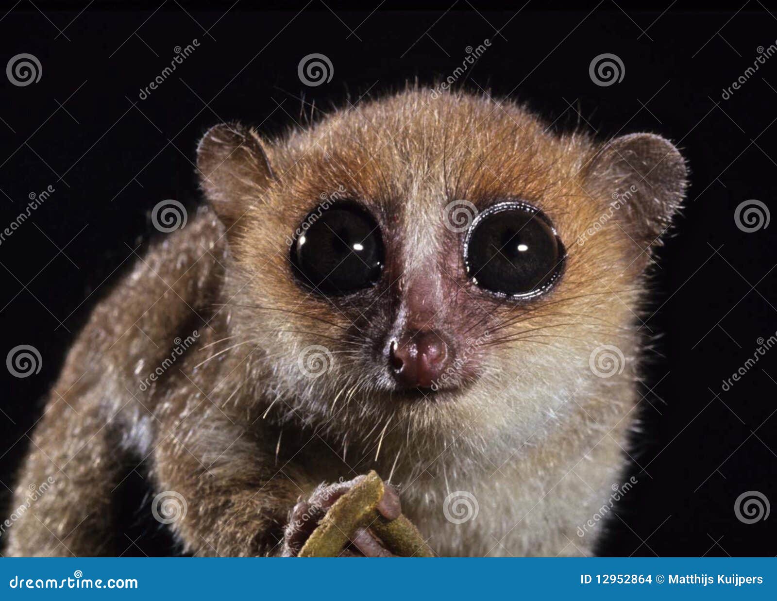 Pygmy Mouse Lemur
