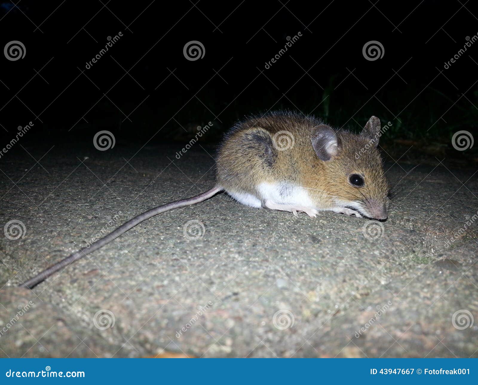 Mouse stock image. Image of small, nature, wildlife, mammal - 43947667