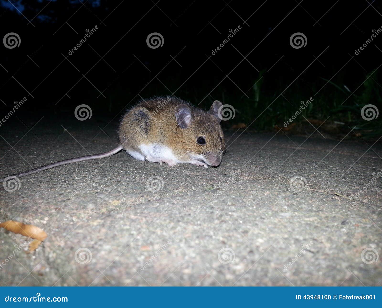 Mouse stock photo. Image of wild, animal, mammal, outside - 43948100