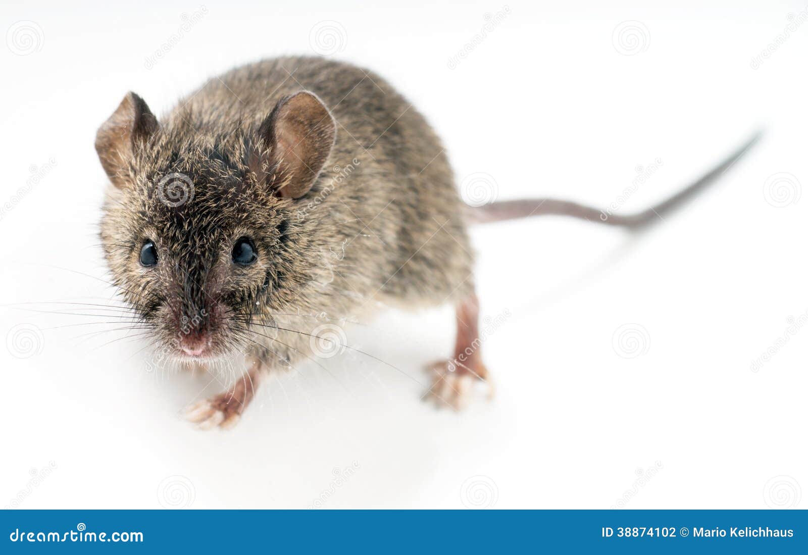 The Little Grey Mouse [1920] - bittorrentsurvival