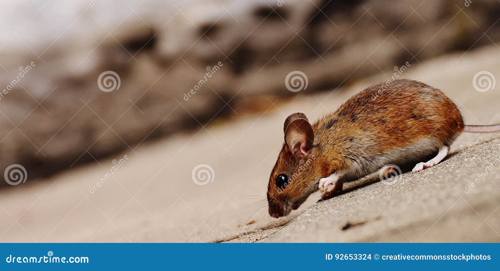 Mouse Picture. Image: 92653324