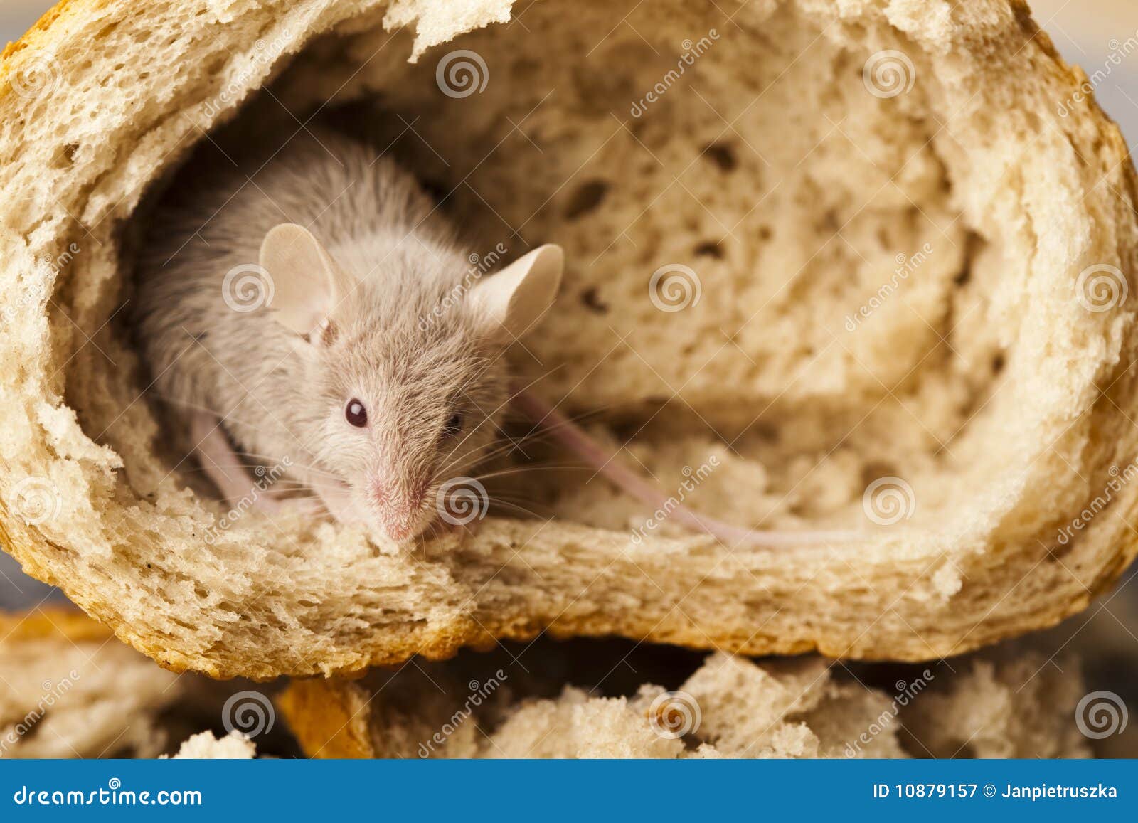 Mouse in a loaf stock image. Image of assorted, meal - 10879157