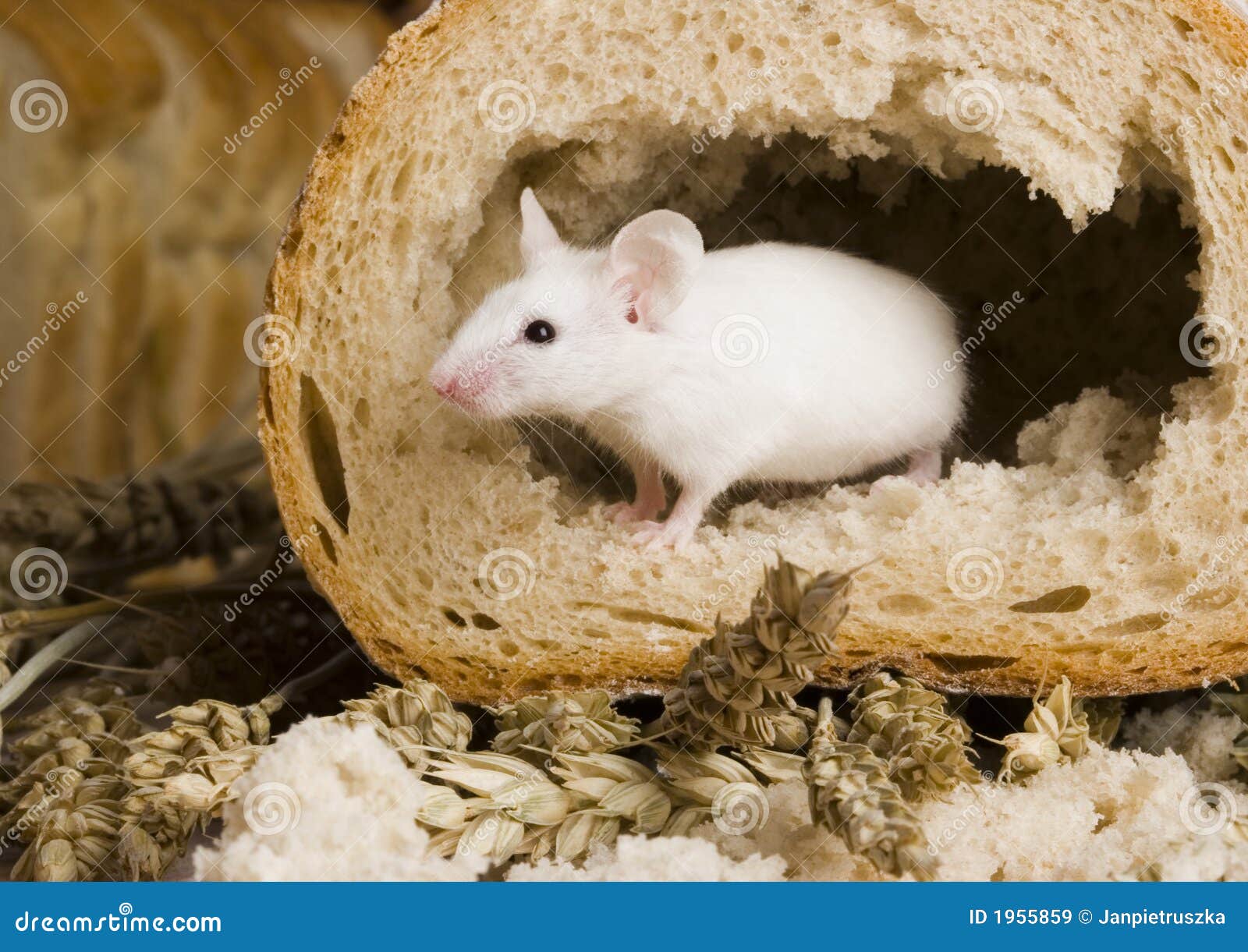 Mouse in a loaf stock image. Image of fresh, cooking, english - 1955859