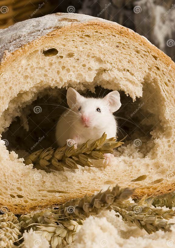 Mouse in a loaf stock photo. Image of flavour, grain, bakery - 1955902