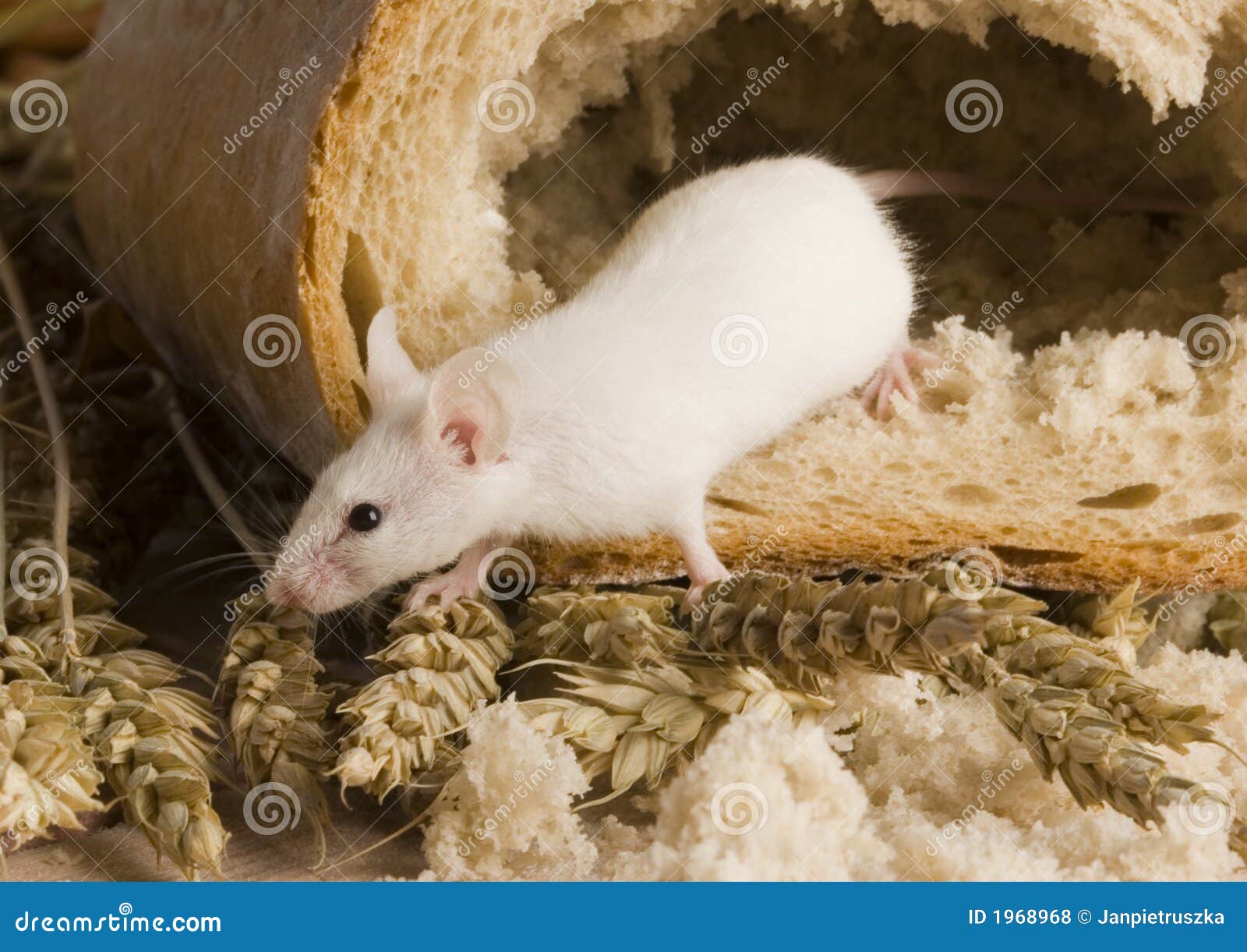 Mouse in a loaf stock photo. Image of baking, delicious - 1968968